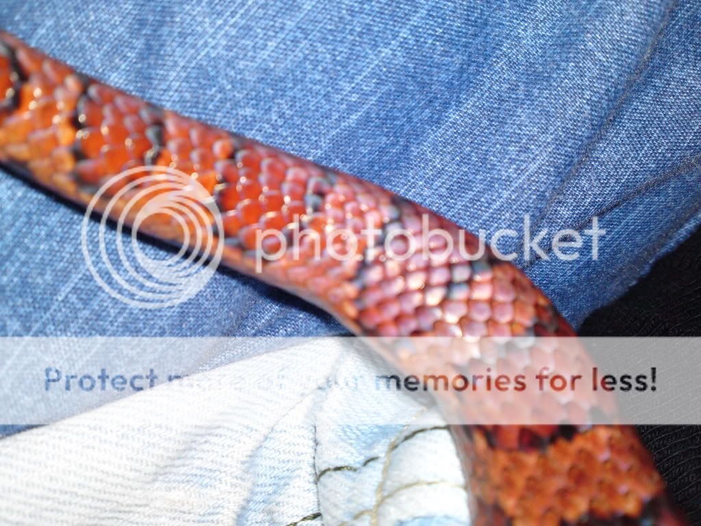 Lump on my Snake...Help please | Reptile Forums