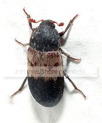 Dermestes Lardarius Care Sheet! | Reptile Forums