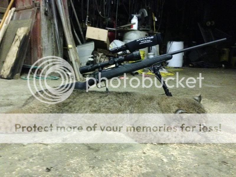 First bobcat kill with the Foxpro | The HuntingPA.com Outdoor Community